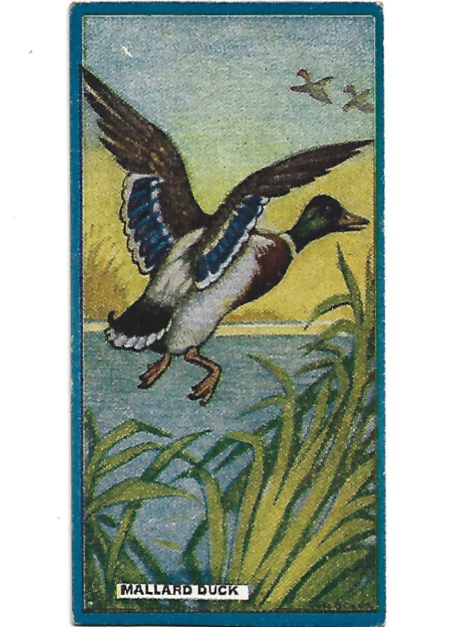 Cowan's Educational Bird Series - Mallard Duck - Parry's Vintage
